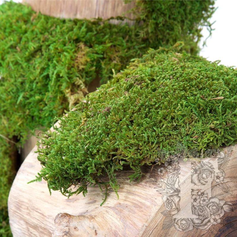 Preserved Moss Wholesale | Moss Suppliers UK | Fora Nature