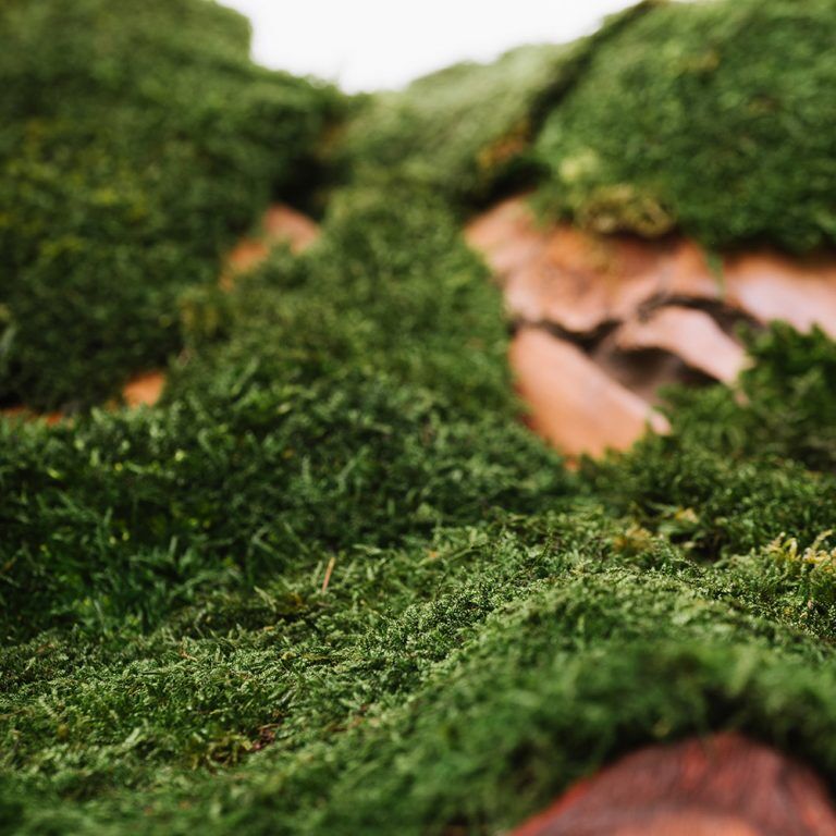 Preserved Moss Wholesale | Moss Suppliers UK | Fora Nature